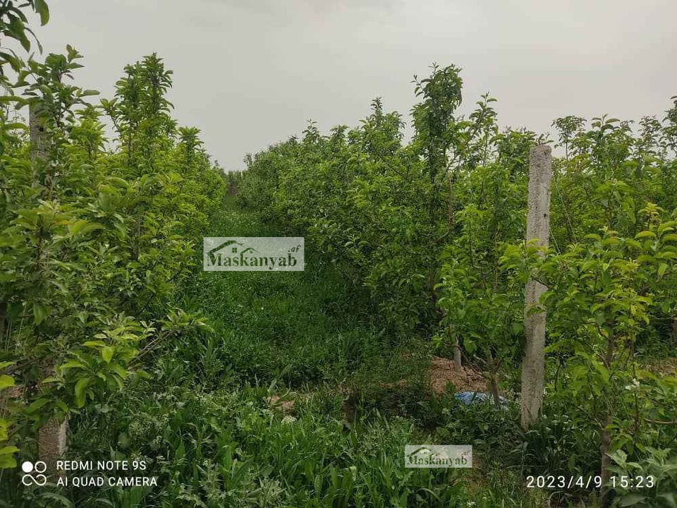 Big garden for sale at Sarak-e Pol Hashimi, Herat - MaskanYab.af