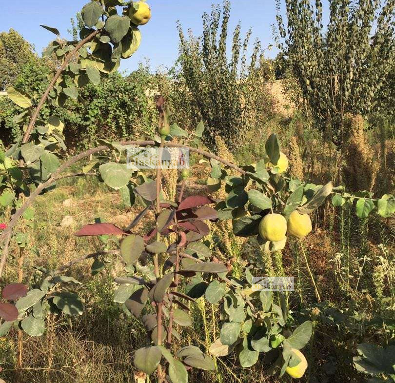 Four-side wall land for sale in Takhar Province - MaskanYab.af