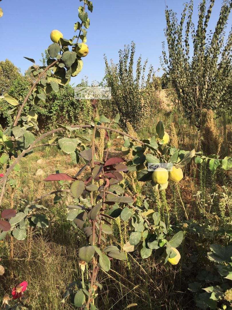 Four-side wall land for sale in Takhar Province - MaskanYab.af