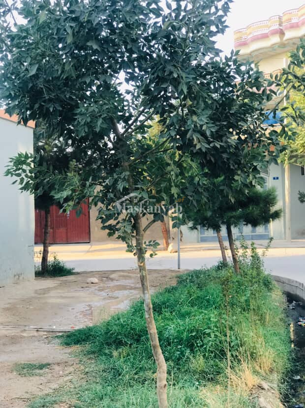 Destructive house for sale in Mazar-e-Sharif - MaskanYab.af